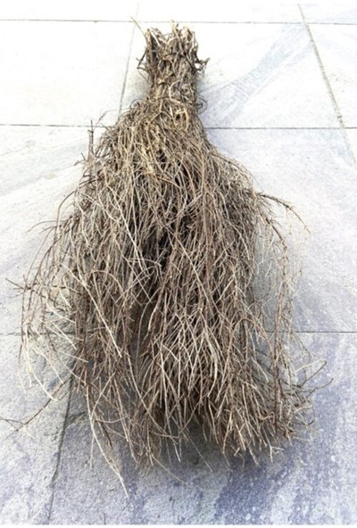 Master Çalı Süpürgesi