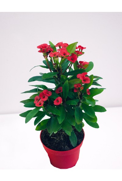 SERVET GARDEN Dikenler Tacı (Euphorbia Milii) - Kırmızı