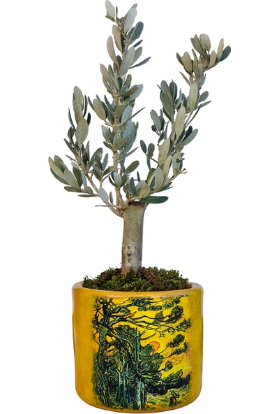 Fideland Van Gogh – Gün Batımında Çam Ağaçları Baskılı Toprak Saksılı Zeytin