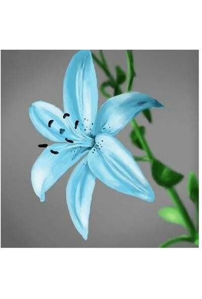 Gardenya 2 Adet Soft Mavi Kokulu Zambak Çiçek Soğanı