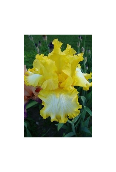 Gardenya 2 Adet Yellow Bird Renk Iris (Süsen) Çiçek Soğanı Gardenya 2 Adet Yellow Bird Renk Iris (Süsen) Çiçek Soğanı