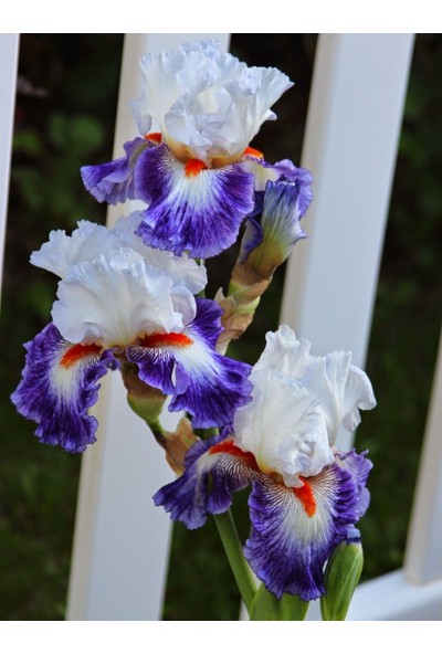 2 Adet Rengarenk Iris (Süsen) Çiçeği Soğanı 2 Adet Rengarenk Iris (Süsen) Çiçeği Soğanı