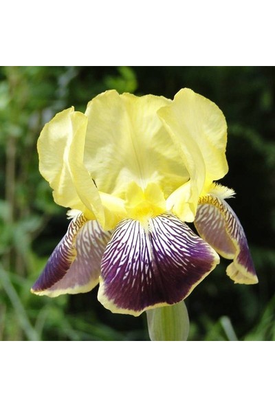 2 Adet Özel Renkli Süsen Çiçeği Soğanı