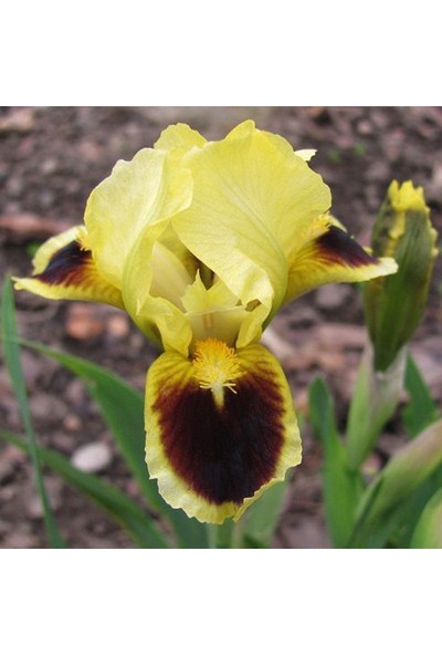 2 Adet Sarı-Kahve Iris (Süsen) Çiçeği Soğanı 2 Adet Sarı-Kahve Iris (Süsen) Çiçeği Soğanı