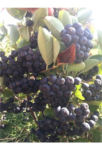 Aronya Tüplü Aronya (Aronia) Viking Chokeberry Fidanı (25-35CM) Aronya Tüplü Aronya (Aronia) Viking Chokeberry Fidanı (25-35CM)