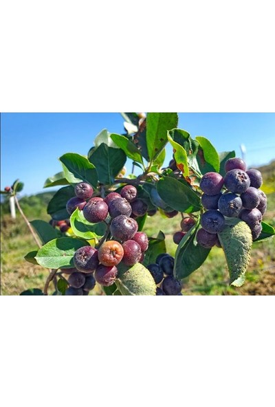 Aronya 10 Adet Tüplü Aronya (Aronia) Viking Chokeberry Fidanı 1 yaş Aronya 10 Adet Tüplü Aronya (Aronia) Viking Chokeberry Fidanı 1 yaş