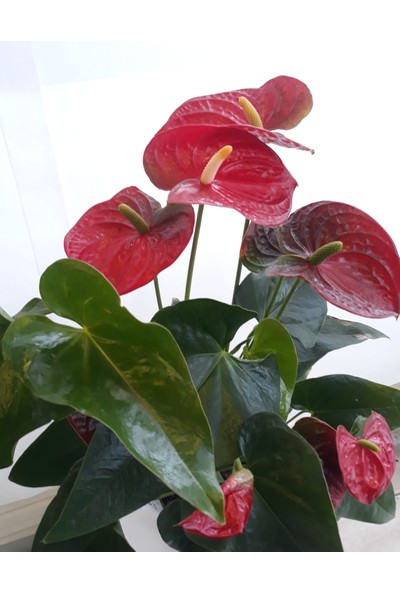 Çiçekçi Anthurium