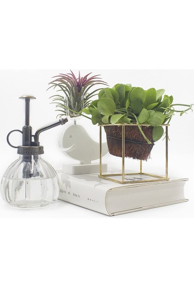 Homecare Ebristar Dekoratif Cam Bitki Sulama Şişesi 715727 Homecare Ebristar Dekoratif Cam Bitki Sulama Şişesi 715727