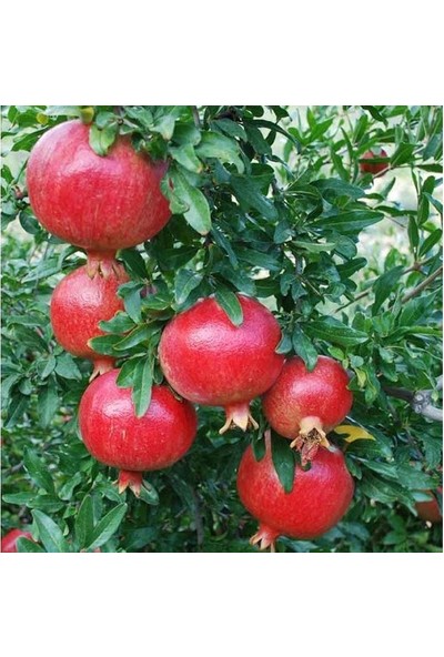 Karadağ Fidancılık Hicaz Nar Fidanı Aşılı ve Sertifikalı 100 – 150 cm Karadağ Fidancılık Hicaz Nar Fidanı Aşılı ve Sertifikalı 100 – 150 cm