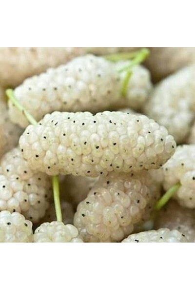 Karadağ Fidancılık Aşılı Yediveren Beyaz Dut Fidanı 2 Yaş