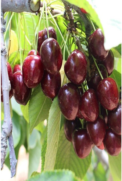 Karadağ Fidancılık Aşılı Bodur Napolyon Kiraz Fidanı 3 Yaş