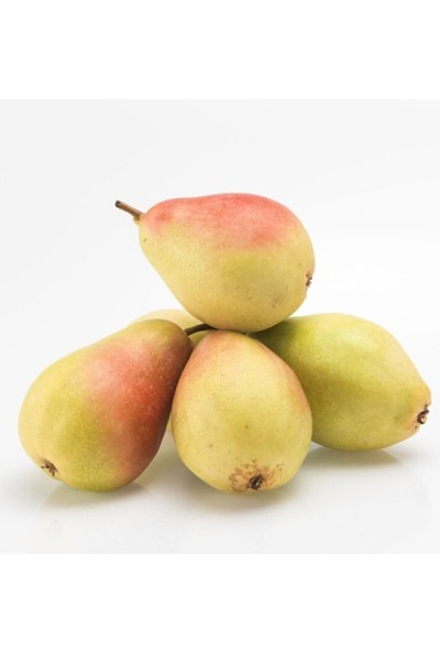 Karadağ Fidancılık Aşılı Armut Fidanı ( Santa Maria ) 3 Yaş