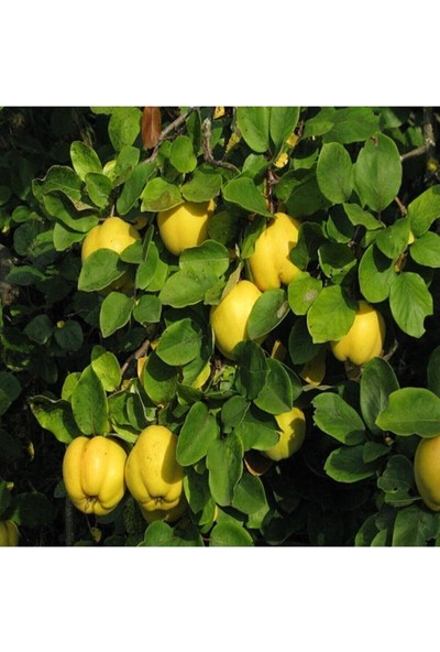 Karadağ Fidancılık Aşılı Eşme Ayva Fidanı 3 Yaş