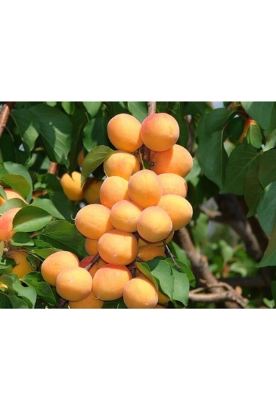 Karadağ Fidancılık Aşılı Malatya Kayısı Fidanı 3 Yaş