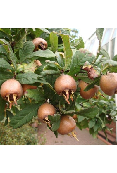 Karadağ Fidancılık Aşılı Muşmula Fidanı 3 Yaş