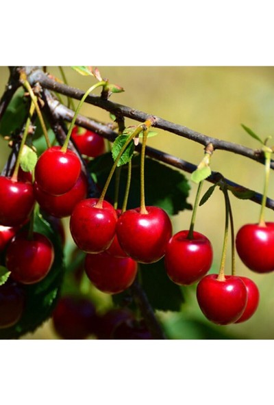 Karadağ Fidancılık Aşılı Kütahya Vişne Fidanı 3 Yaş