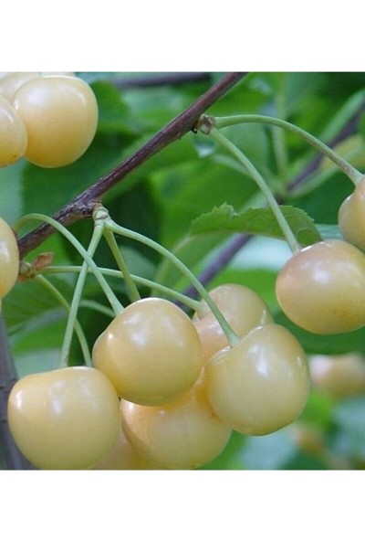 Karadağ Fidancılık Aşılı Beyaz Kiraz Kiraz Fidanı 3 Yaş