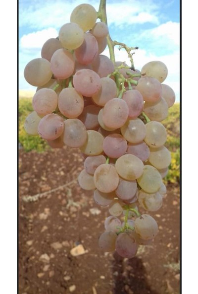 Karadağ Fidancılık Aşılı Beyaz Çermik Şire Üzümü Fidanı 2 Yaş Karadağ Fidancılık Aşılı Beyaz Çermik Şire Üzümü Fidanı 2 Yaş