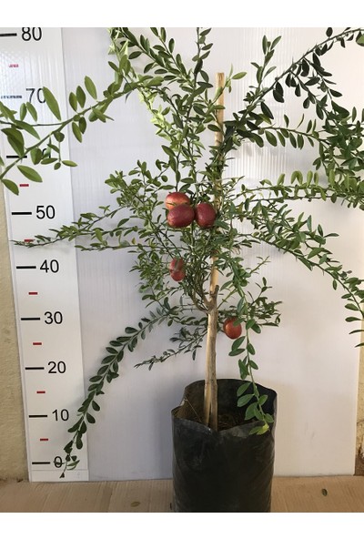 Alata Fidan Tüplü Aşılı Avustralya Kırmızı Limon [blood Lime] Fidanı