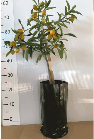 Alata Fidan Tüplü Aşılı Kamkat [kumkuat] Fidanı