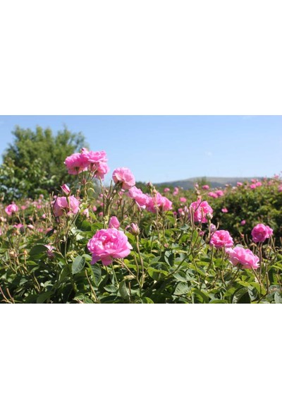 Biorganix Ispartadan Geleneksel Hakiki Isparta Gülü Fidanı 15-25 cm Biorganix Ispartadan Geleneksel Hakiki Isparta Gülü Fidanı 15-25 cm