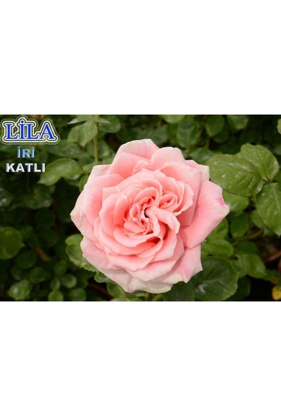 Mevsim Fidancılık Peyzaj Açık Kök Yediveren Lila Gül Fidanı ( 2 Yaş - Boy 30-35 cm ) Mevsim Fidancılık Peyzaj Açık Kök Yediveren Lila Gül Fidanı ( 2 Yaş - Boy 30-35 cm )