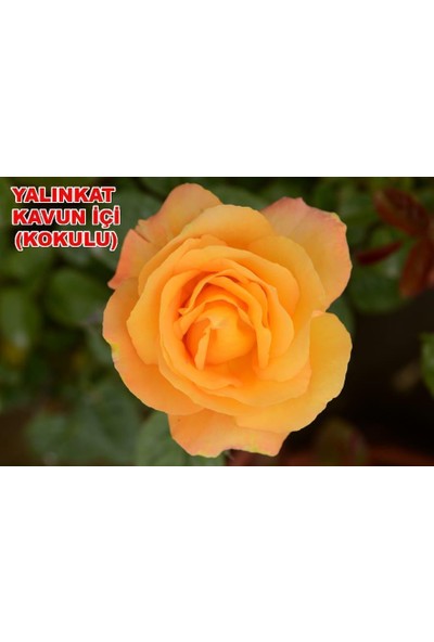 Mevsim Fidancılık Peyzaj Açık Kök Yediveren Kavuniçi Gül Fidanı ( 2 Yaş - Boy 30-35 cm ) Mevsim Fidancılık Peyzaj Açık Kök Yediveren Kavuniçi Gül Fidanı ( 2 Yaş - Boy 30-35 cm )