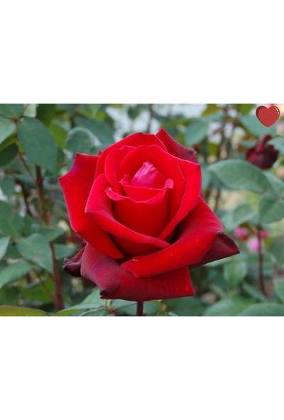 Mevsim Fidancılık Peyzaj Açık Kök Yediveren Dikensiz Kırmızı Gül Fidanı ( 2 Yaş - Boy 30-35 cm )