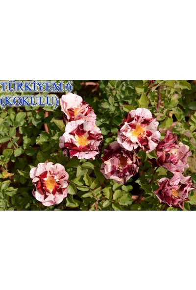 Mevsim Fidancılık Peyzaj Açık Kök Yediveren Türkiyem 6 Gül Fidanı ( 2 Yaş - Boy 30-35 cm )