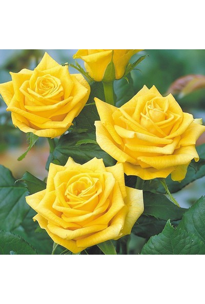 Mevsim Fidancılık Peyzaj Açık Kök Yediveren Sarı Gül Fidanı ( 2 Yaş - Boy 30-35 cm )