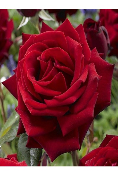 Mevsim Fidancılık Peyzaj Açık Kök Yediveren Kadife Kırmızı Gül Fidanı ( 2 Yaş - Boy 30-35 cm ) Mevsim Fidancılık Peyzaj Açık Kök Yediveren Kadife Kırmızı Gül Fidanı ( 2 Yaş - Boy 30-35 cm )