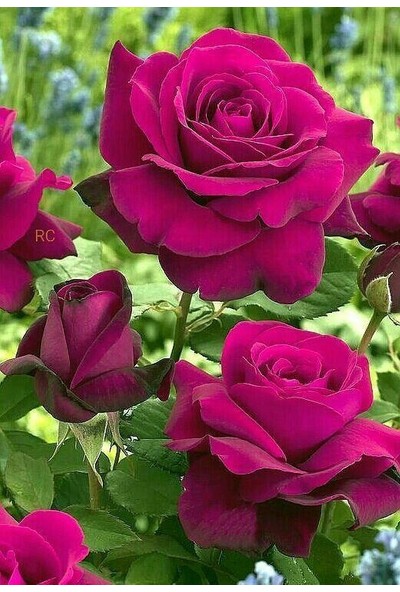 Mevsim Fidancılık Peyzaj Açık Kök Yediveren Mor ( Fuşya ) Sarmaşık Gül Fidanı ( 3 Yaş - Boy 120 cm )