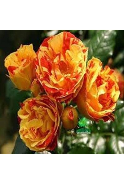 Mevsim Fidancılık Peyzaj Açık Kök Yediveren Galatasaray Sarmaşık Gül Fidanı ( 3 Yaş - Boy 120 cm )