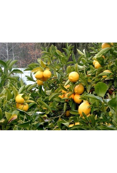 Karadağ Fidancılık Tüplü Yediveren Limon Fidanı 3 Yaş Karadağ Fidancılık Tüplü Yediveren Limon Fidanı 3 Yaş
