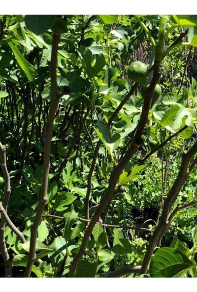 Karadağ Fidancılık Aşılı Sarı Lop Incir Fidanı 3 Yaş Karadağ Fidancılık Aşılı Sarı Lop Incir Fidanı 3 Yaş