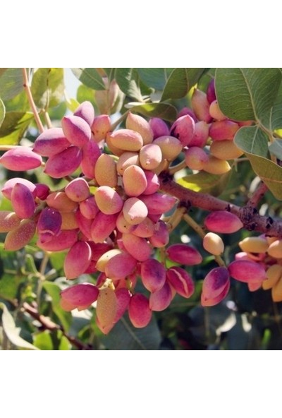 Karadağ Fidancılık ( 3 Adet ) Tüplü Siirt - Antep Fıstığı Fidanı 1 Metre Garantili Karadağ Fidancılık ( 3 Adet ) Tüplü Siirt - Antep Fıstığı Fidanı 1 Metre Garantili