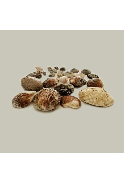 Night Butik Doğal Dekoratif, Süs ve Akvaryum Kabukları