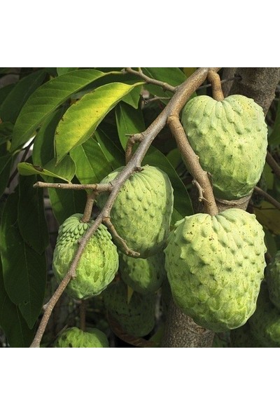 Yavuz Fidancılık Çerimoya (Annona Cherimola, Cherymoya) Fidanı