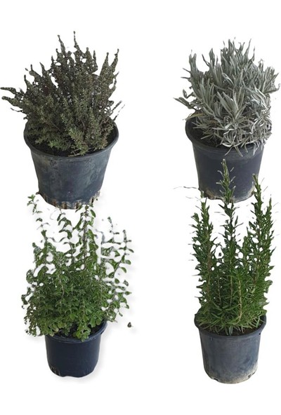 Fidan Avm Aromatik Bitkiler, Mis Kokulu, 4'lü Mutfak Seti, Büyük Boy, Mercan Köşk, Lavanta, Biberiye, Kekik