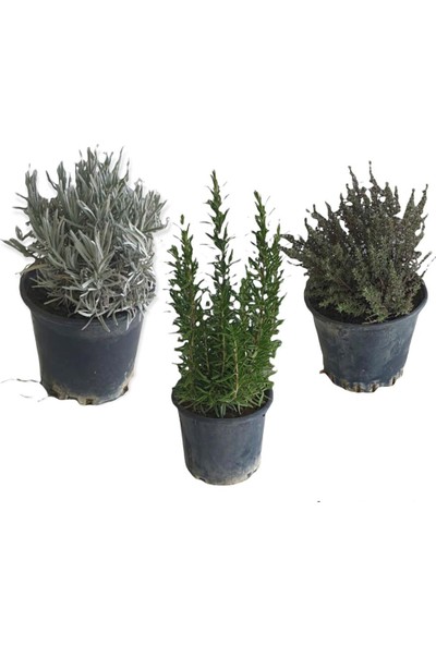 Fidan Avm Aromatik Bitkiler, Mis Kokulu, 3'lü Mutfak Seti, Büyük Boy, Lavanta, Biberiye, Kekik,