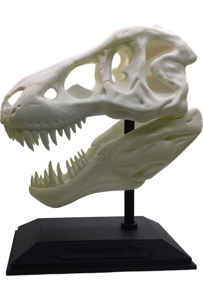 3 Boyutlu Ticaret T-Rex Dinozor Iskeleti Kafatası 3 Boyutlu Ticaret T-Rex Dinozor Iskeleti Kafatası