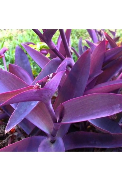 Biorganix Mor Telgraf Kara Sevda Çiçeği Tradescantia 15-25 cm Biorganix Mor Telgraf Kara Sevda Çiçeği Tradescantia 15-25 cm
