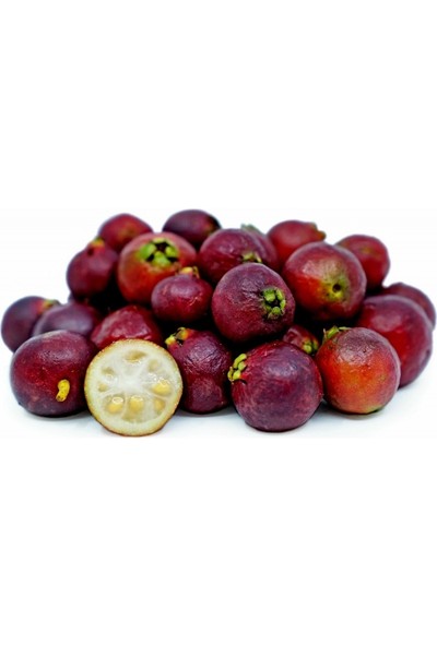 Yavuz Fidancılık Çilek Guava (Strawberry Guava) Fidanı Yavuz Fidancılık Çilek Guava (Strawberry Guava) Fidanı