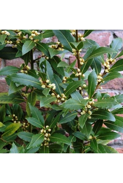 Yavuz Fidancılık Defne Fidanı