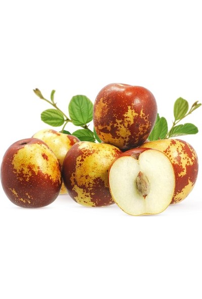 Yavuz Fidancılık Hünnap Fidanı