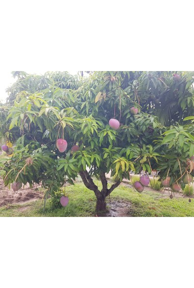 Yavuz Fidancılık Mango Fidanı