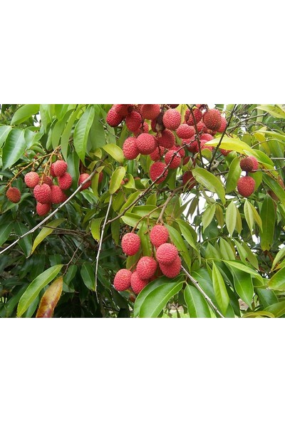 Yavuz Fidancılık Liçi (Lychee, Litchi) Fidanı