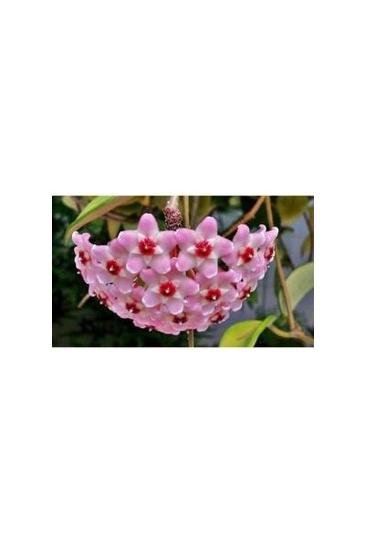 Hoya Carnosa Mum Çiçeği Fidesi Kokulu Pembe 10-15CM