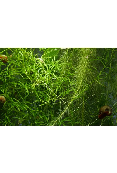 Antvaryum Najas Guadalupensis ( Lepistes Otu ) 10X10 Ebatlarında Antvaryum Najas Guadalupensis ( Lepistes Otu ) 10X10 Ebatlarında