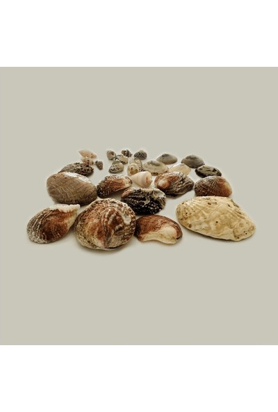 Night Butik Doğal Dekoratif, Süs ve Akvaryum Kabukları